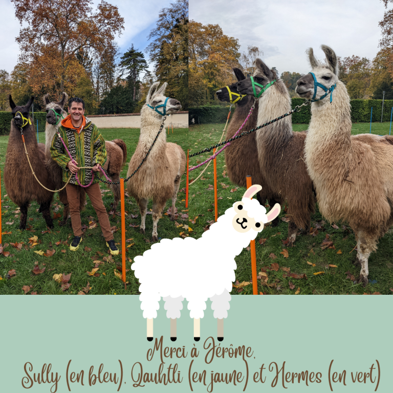 Des lamas à Ombrosa ! - Ombrosa